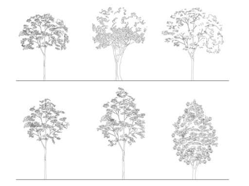 Alberi prospetto 04 - Archweb