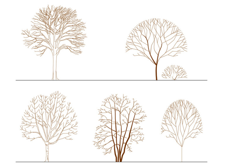 Trees prospect 08 - Archweb