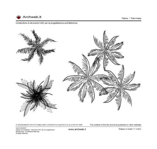 Palme pianta 08 - Archweb