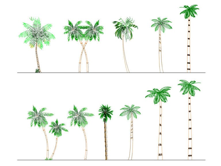 Palme in prospetto dwg