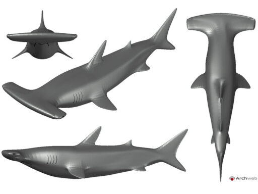 Squalo martello 3D - Archweb