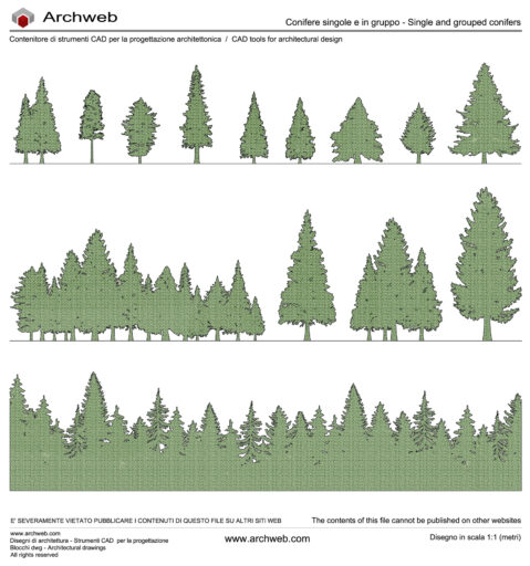 Single and group conifers - Archweb